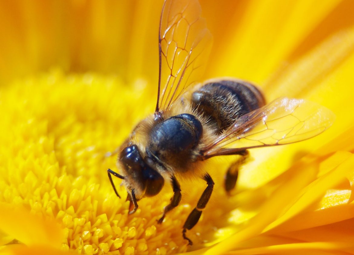 Prodaja meda - Prirodni Med Petrović